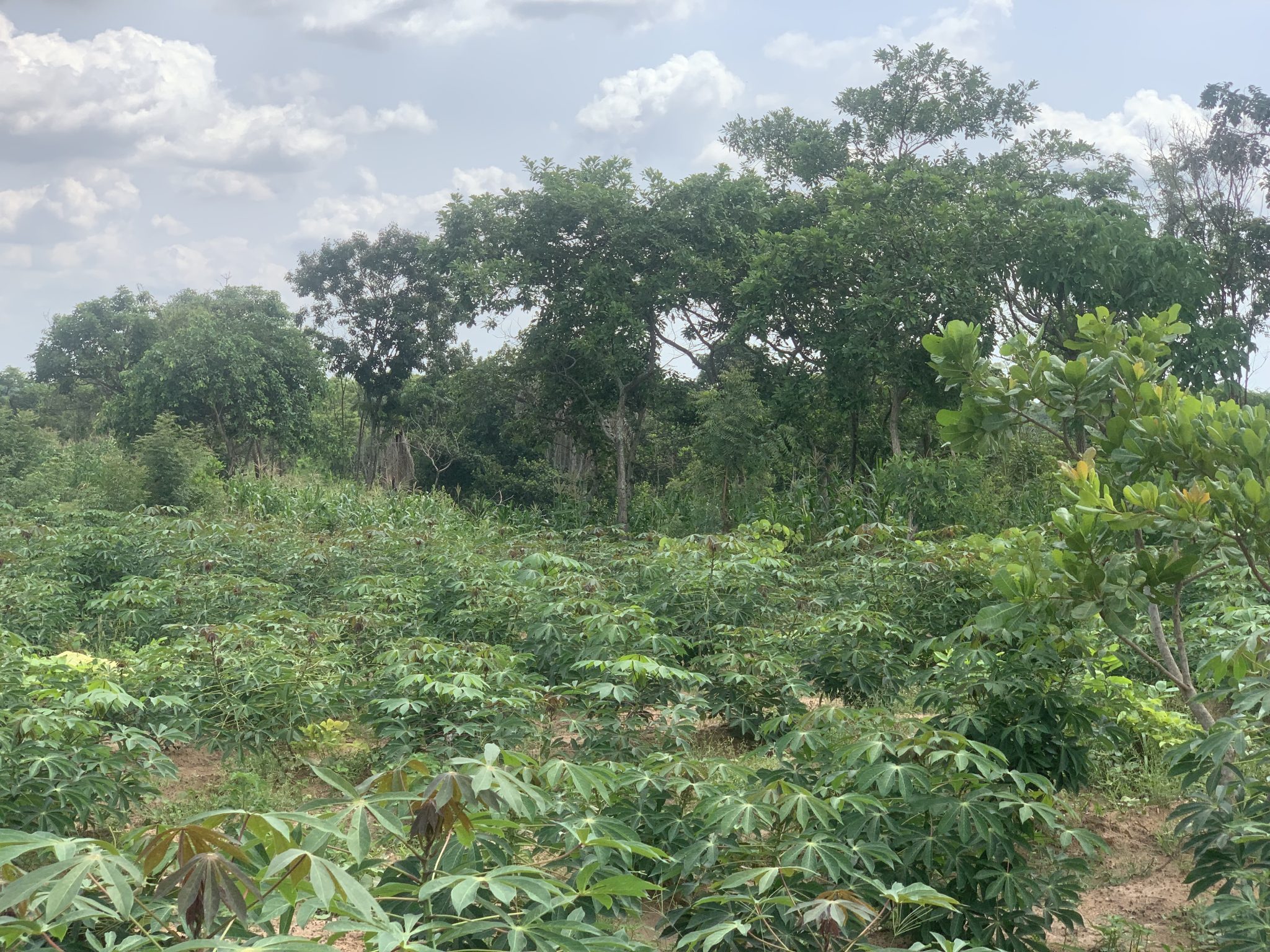 Integrated Farming Advantages And Disadvantages Hastom Nigeria 2024